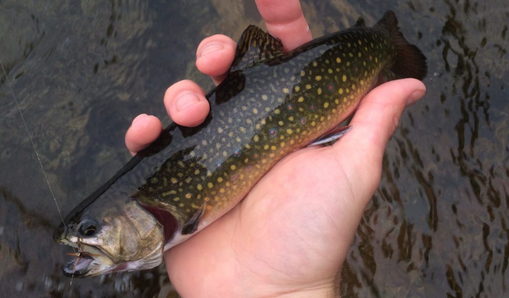 Your NH Fly Fishing Guide - Best Spots, Maps, & Guides