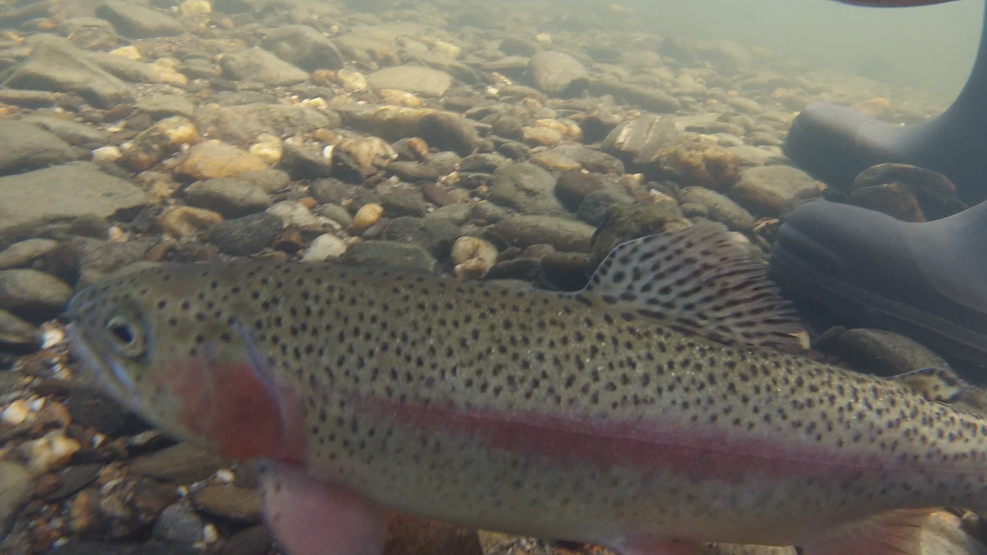 Your NH Fly Fishing Guide - Best Spots, Maps, & Guides