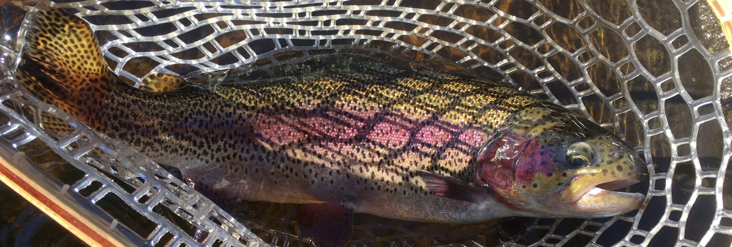 Fly Fishing the Lamprey River in Durham and Southeastern NH