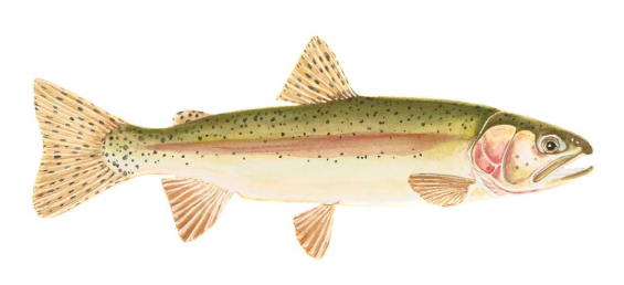 Cut Bow Trout Vs Rainbow Trout Vs Cutthroat Trout - The Complete Guide
