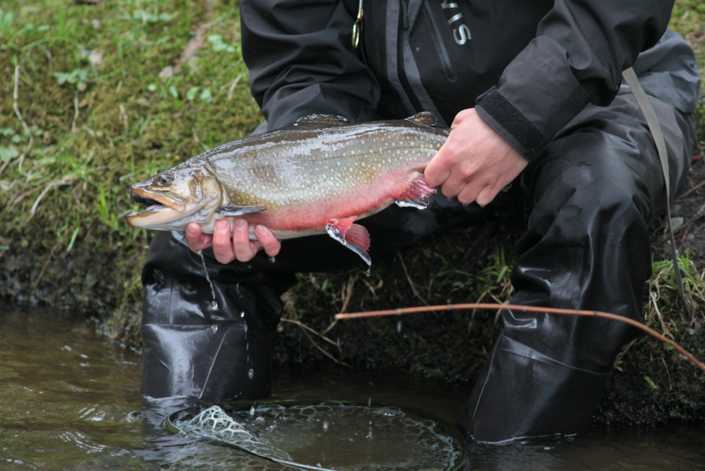 Guide to Fly Fishing the Upper Connecticut River & Trophy Stretch
