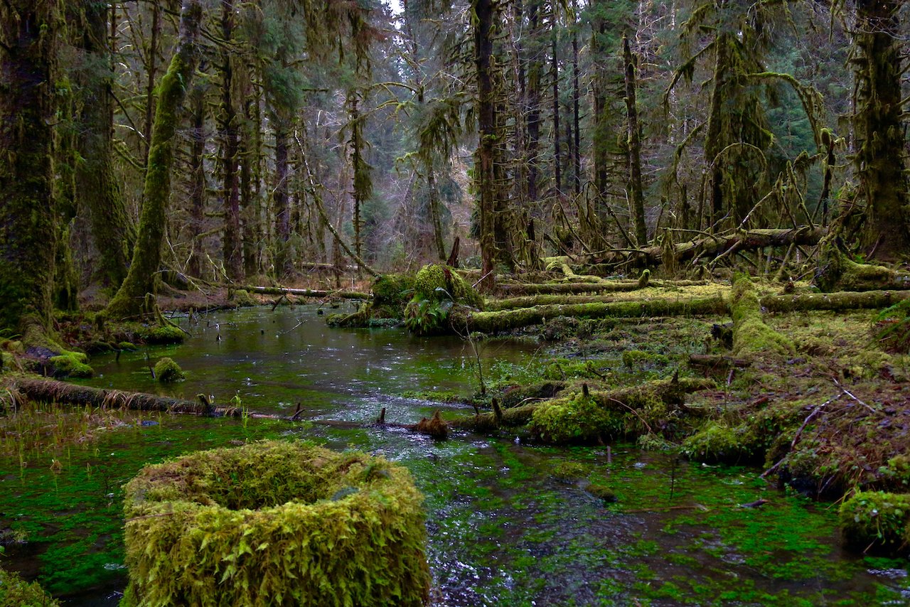 The Ultimate Guide to the Olympic National Park's Hoh Rainforest