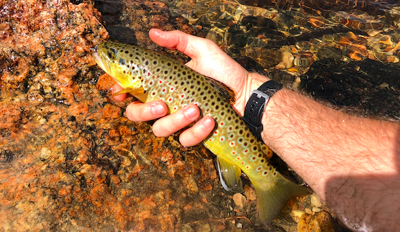 Fly Fishing Cache La Poudre River: Your Complete Guide