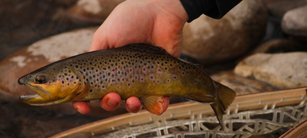 Fly Fishing Cache La Poudre River: Your Complete Guide
