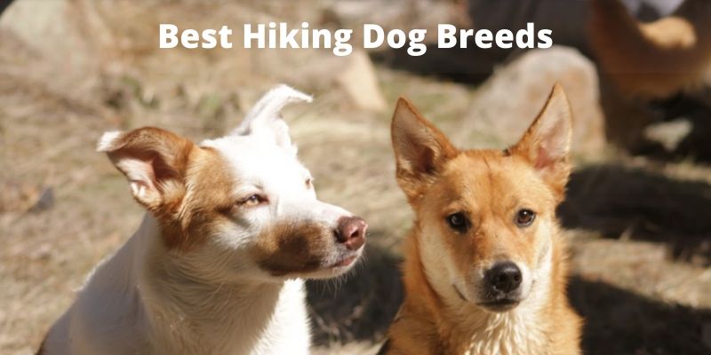 9 Best Hiking Dog Breeds: Choosing The Ultimate Hiking Buddy