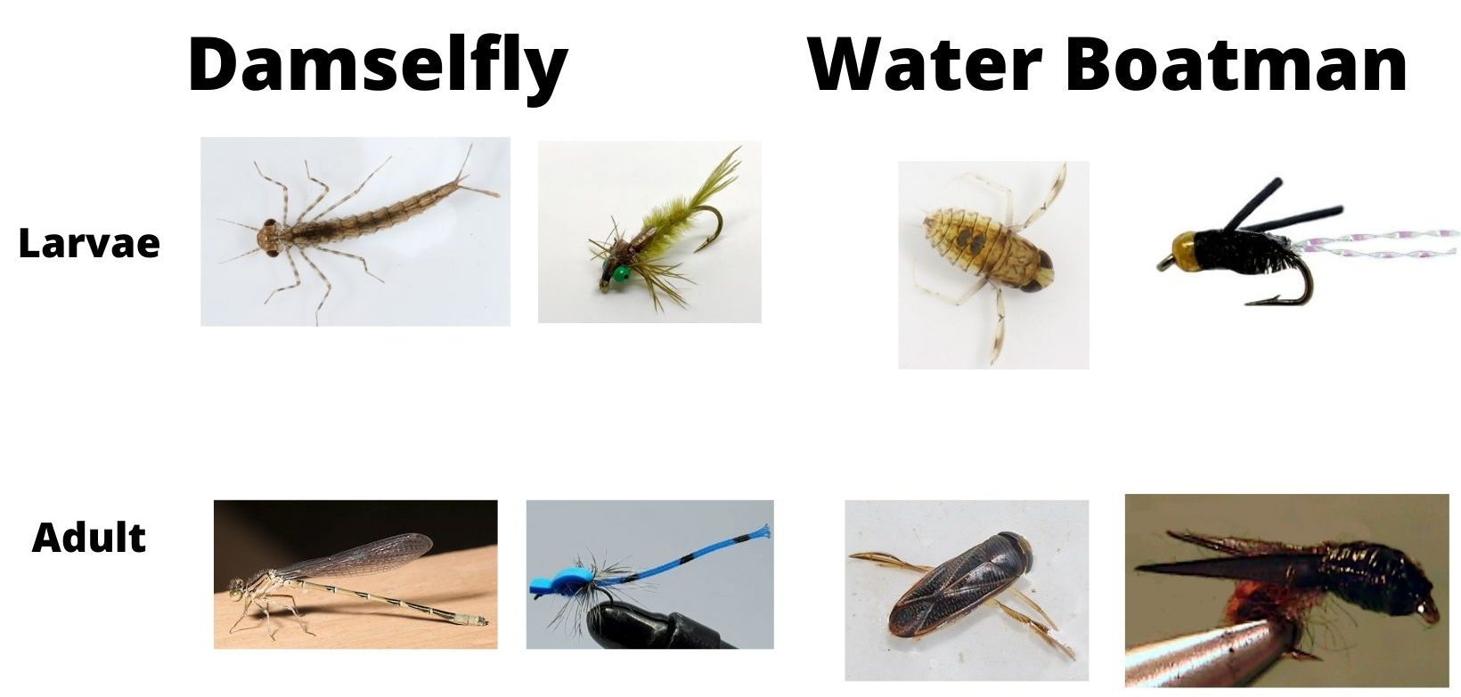 Fly Fishing Entomology - Everything Fishermen Should Know