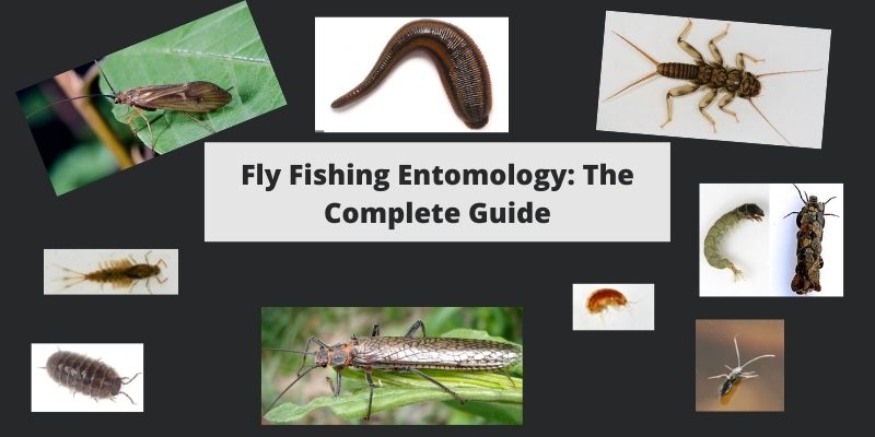 Fly Fishing Entomology - Everything Fishermen Should Know