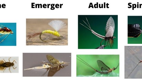 Types Of Fly Fishing Flies - Your Beginner's Guide