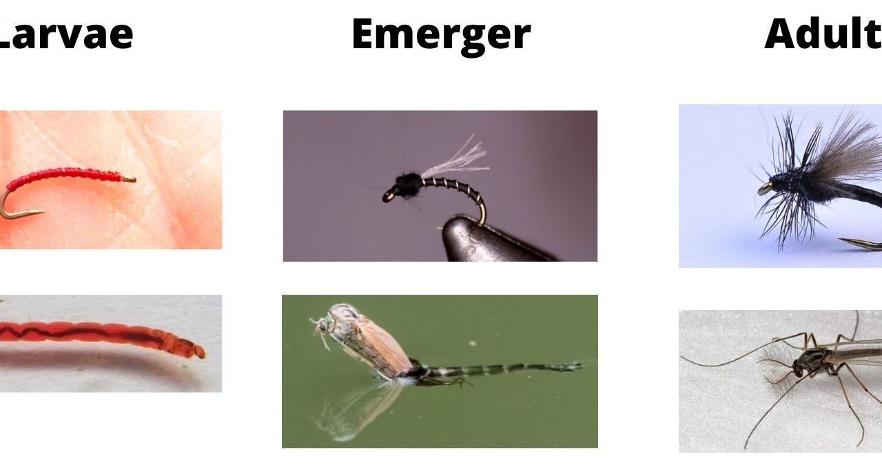 Types Of Fly Fishing Flies - Your Beginner's Guide