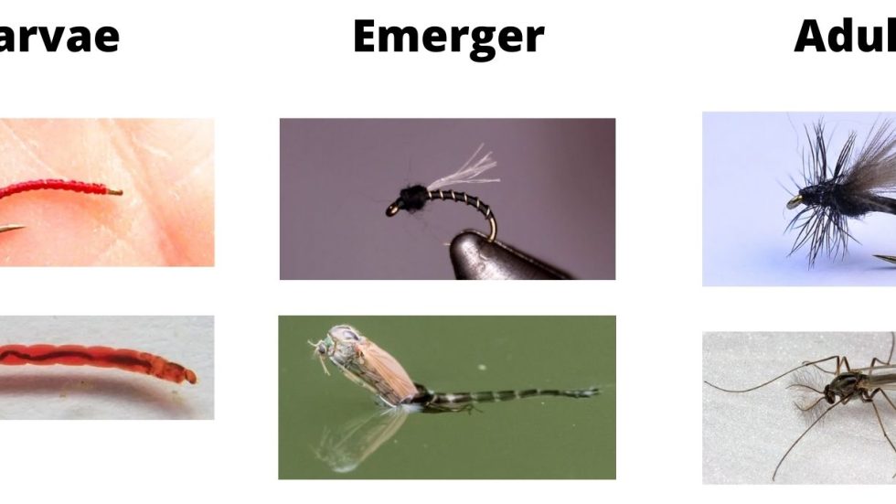 Fly Fishing Entomology - Everything Fishermen Should Know