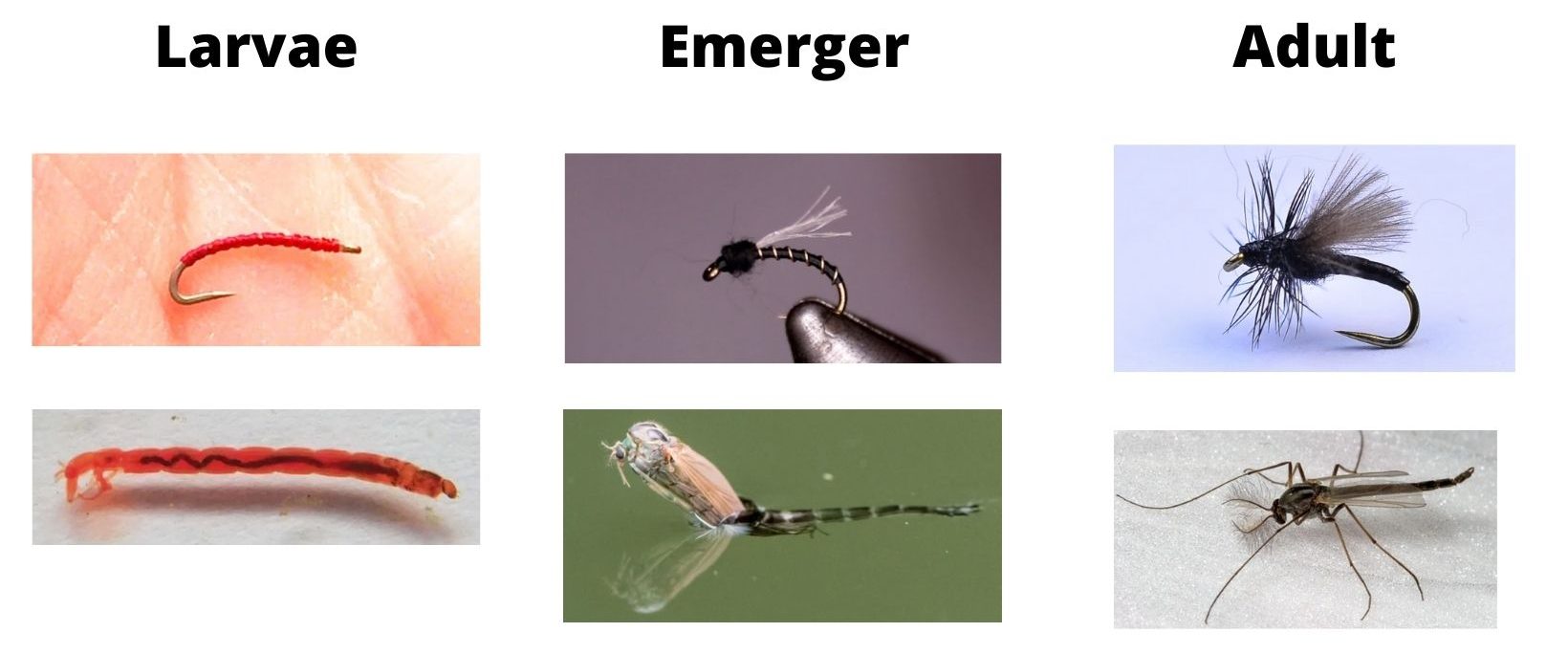 Fly Fishing Entomology - Everything Fishermen Should Know