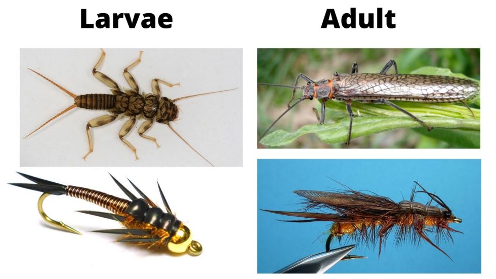 Fly Fishing Entomology - Everything Fishermen Should Know