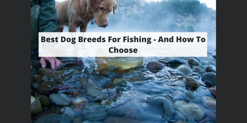 Best Fishing Dog Breeds - And How To Choose W/ Pictures & Stats
