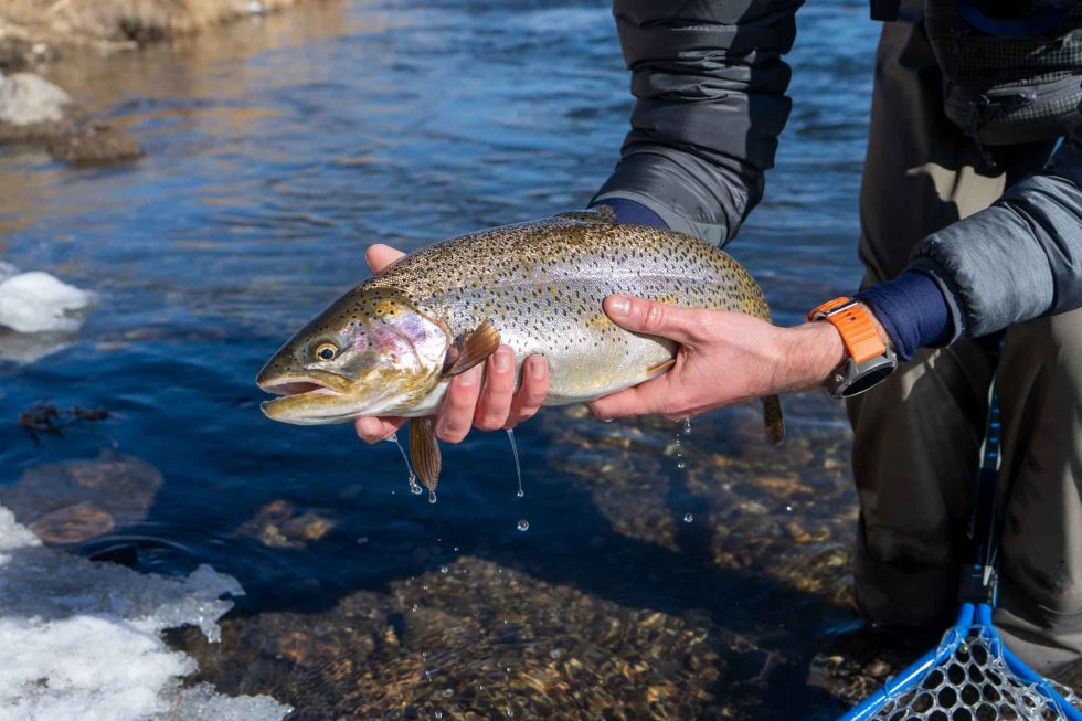 Fly Fishing The Dream Stream - South Platte River, CO - [Complete Guide]