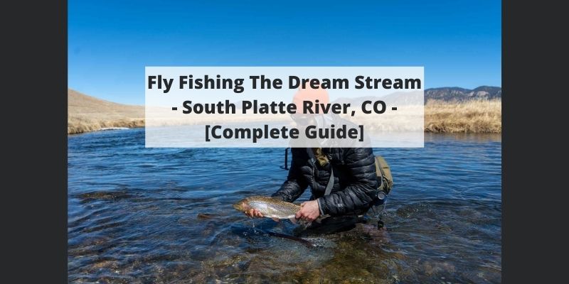 Fly Fishing The Dream Stream - South Platte River, CO - [Complete Guide]
