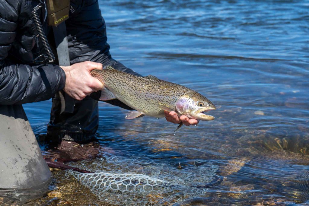 Fly Fishing The Dream Stream - South Platte River, CO - [Complete Guide]