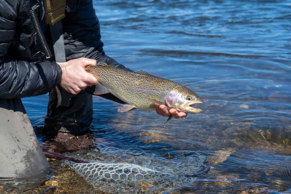 Fly Fishing The Dream Stream - South Platte River, CO - [Complete Guide]