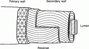 Wool vs. Cotton: Best Uses & Comparison Explained