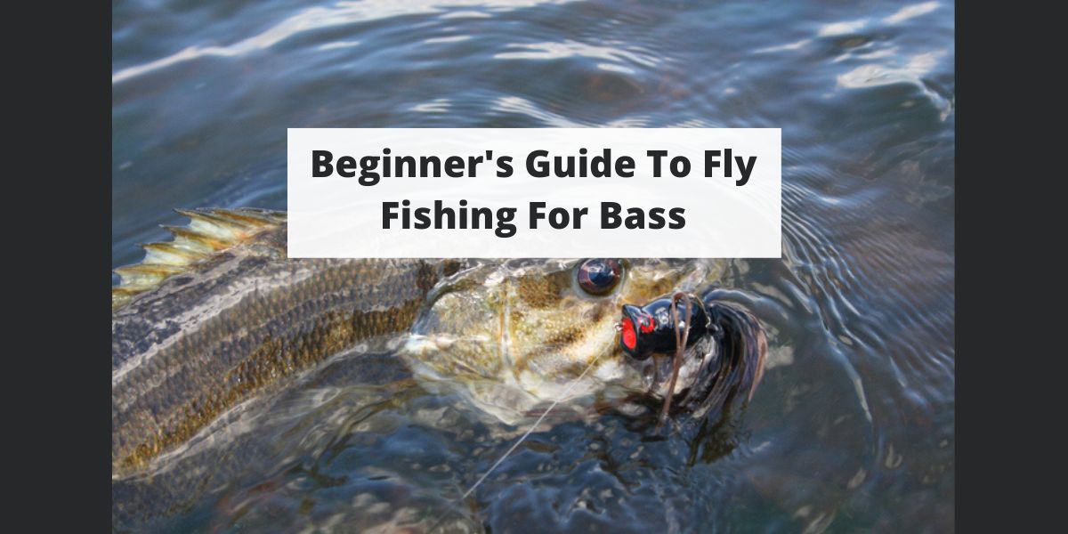 Beginner's Guide To Fly Fishing For Bass