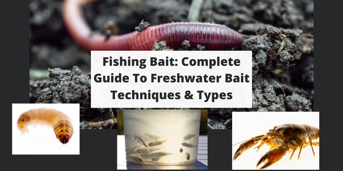 Fishing Bait: Complete Guide To The Best Freshwater Bait & Types