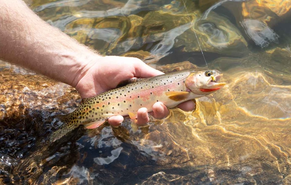 Fishing With Dry Flies (For Beginners): Tips & Techniques